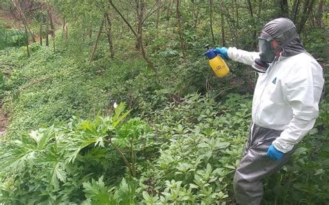 Giant Hogweed Vs Common Hogweed Spotting The Differences 2025 Japanese Knotweed Plus