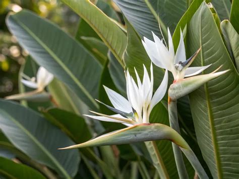 How Do You Take Care Of A White Bird Of Paradise Plant