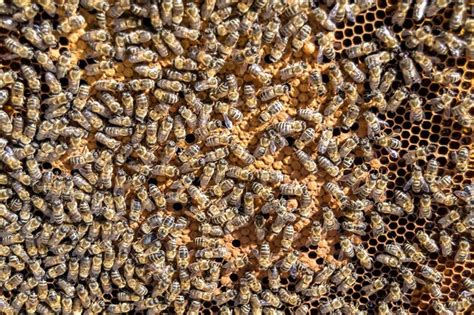 Premium Photo Abstract Hexagon Structure Is Honeycomb From Bee Hive Filled