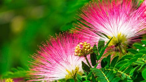 What You Need To Know About The Monkey Pod Tree
