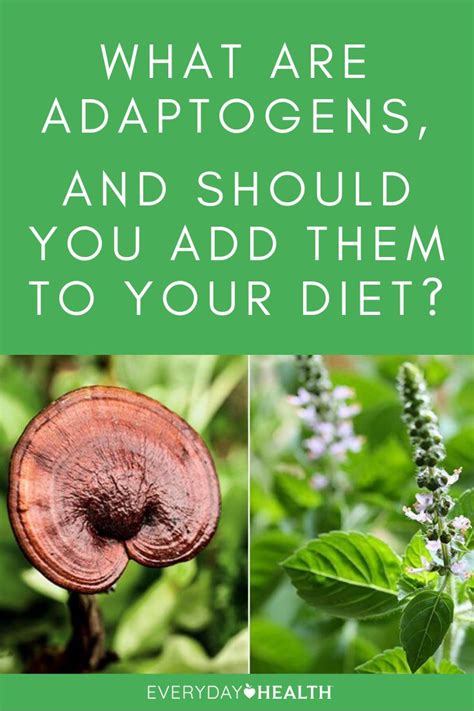 All About Adaptogens Definition Functions Sources Risks And More