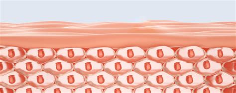 Can The Thinning Of The Stratum Corneum Be Restored How To Restore The