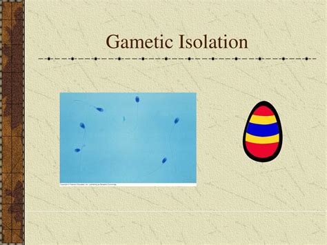 Gametic Isolation Animals At Julius Scudder Blog