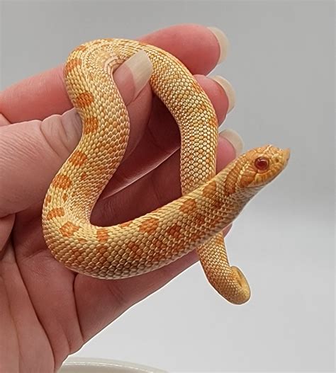 Albino Conda 100 Het Snow Western Hognose By Swanky Serpents Morphmarket