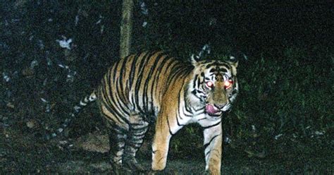 상처입은 수마트라 호랑이