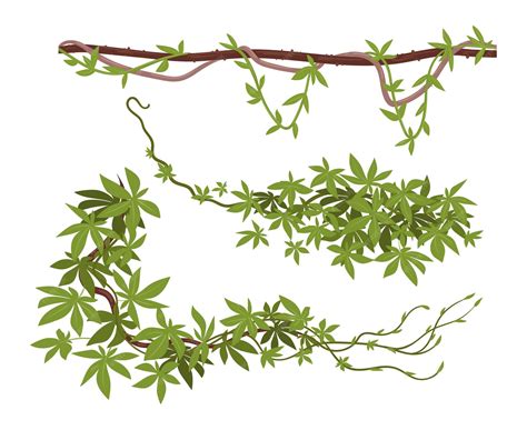 Enredaderas De Liana De La Selva Plantas De Liana De La Selva
