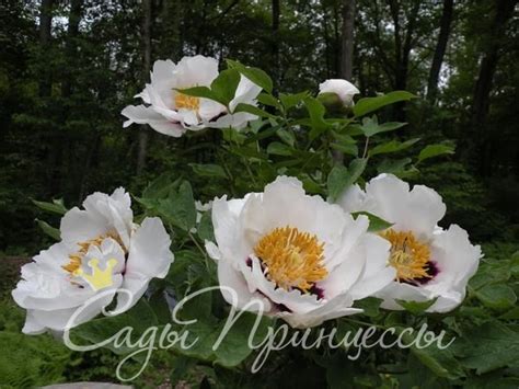 Купить саженцы Пион Снежный лотос