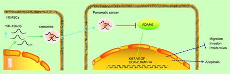 Mir 126 3p Transferred By Bmsc Derived Exosomes Entered Pancreatic Download Scientific Diagram