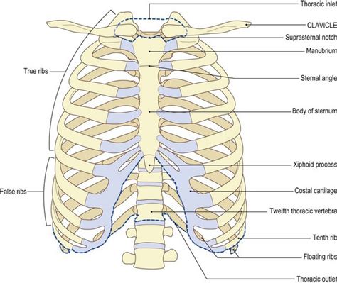 Anatomy Of The Thorax Thoracic Cage Anatomy And Clinical Notes Mpmzp