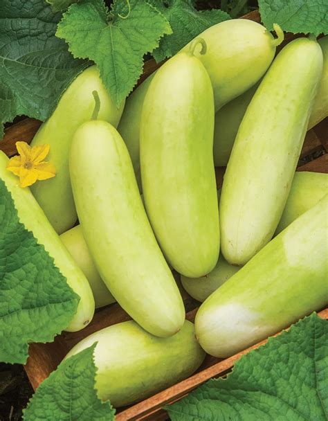 Cucumber Honey Plus F Grown Local