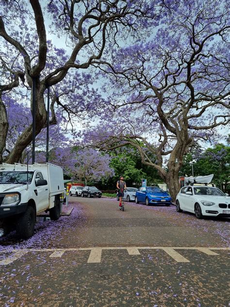 Brisbane S Wonderful Jacarandas The Travel Junkie