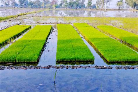 ပွင့်ဖြူမြို့နယ်၌ ဆန်စပါးစိုက်ပျိုးထုတ်လုပ်မှုကဏ္ဍ ဖွံ့ဖြိုးတိုးတက