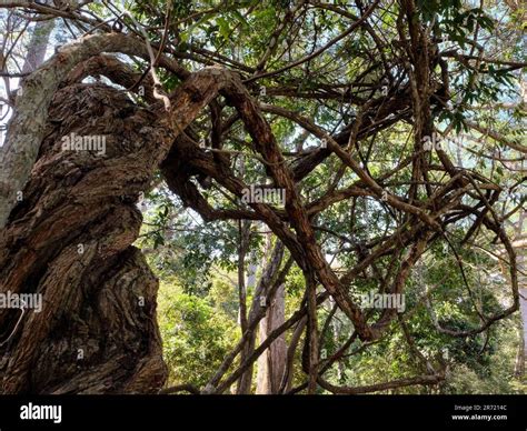 Creepy Tree Featuring A Dramatically Twisted And Warped Trunk Stock