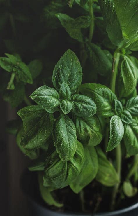 건강한 계절 나뭇잎 날 것 녹색 녹지 다년생 맛 매크로 무성한 바질 방울 빗방울 선명한 성장 세로 수분 식물 식물의 신선 신선한