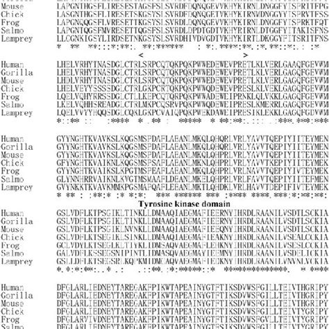 Sequence Alignment Of Lj Lck With Other Typical Lcks Using Clustal X