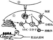 在某些深海鱼中发现的抗冻蛋白基因afp对提高农作物的抗寒能力有较好的应用价值．如图所示是获得转基因莴苣的技术流程请据图回答下列问题1