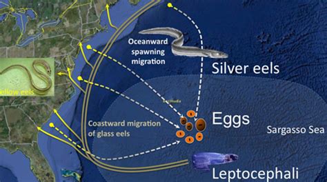 Eel Migration