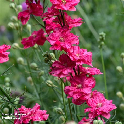 Delphinium Consolida King Size Scarlet Thompson And Morgan