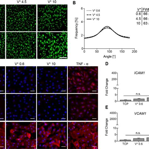 Collagen Fibril Alignment Influences Endothelial Cell Morphology Download Scientific Diagram