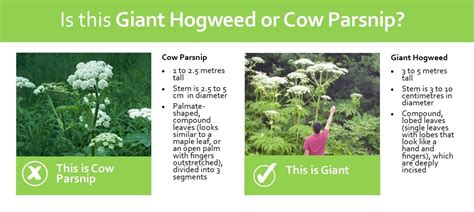 Giant Hogweed Elora Cataract Trailway Association