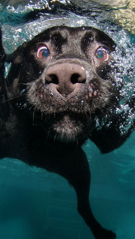 Perrito Bajo El Agua Fondo De Pantalla 4k Para Celular Móvil Y Iphone