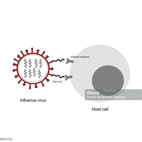 인플루엔자 바이러스의 사진은 시알화 수용체와 시알화된 산을 통해 숙주 세포를 공격하거나 감염시키고 있었습니다 A형 인플루엔자 바이러스에 대한 스톡 벡터 아트 및 기타 이미지