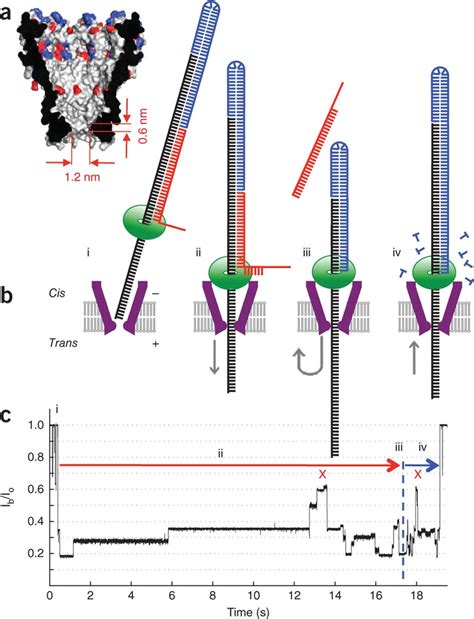 Event Structure A Crystal Structure Of M2 Nnn Mspa Charged