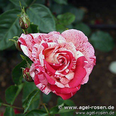 Buy Papageno ® – Floribunda Rose – AGEL ROSEN