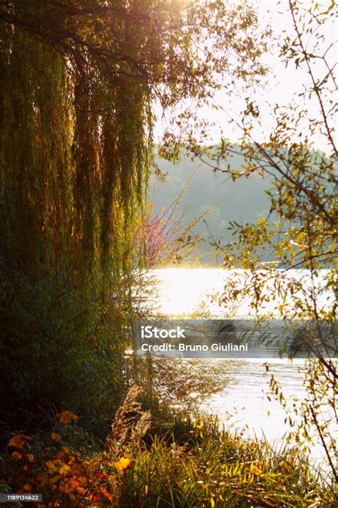 물가의 아름다운 봄이나 여름 풍경 전경에 있는 꽃과 나무 0명에 대한 스톡 사진 및 기타 이미지 0명 강 경관 Istock