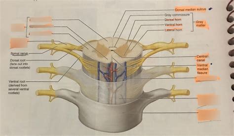 Part 3 Diagram Quizlet