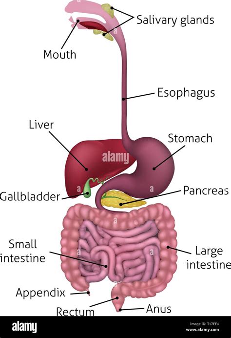 Digestive System Labeling Diagram