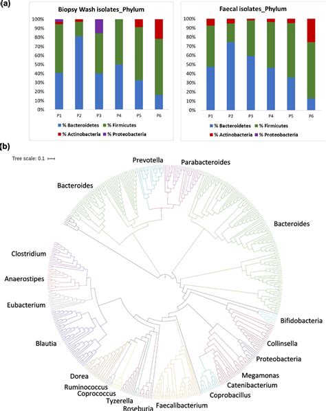 Anaerobic Bacterial Culture From Healthy Human Faecal F And Rectal