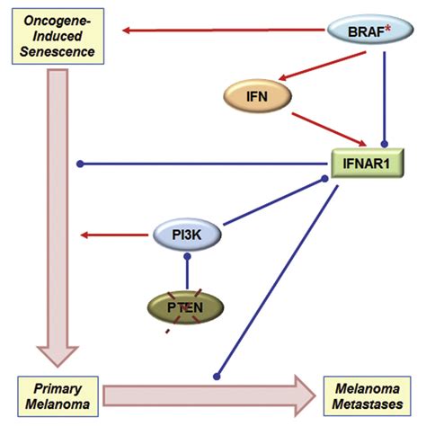 Suppression Of Type I Interferon Signaling Overcomes Oncogene Induced