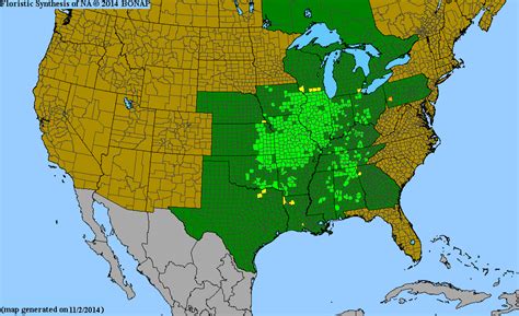 Hypericum Sphaerocarpum Wikipedia