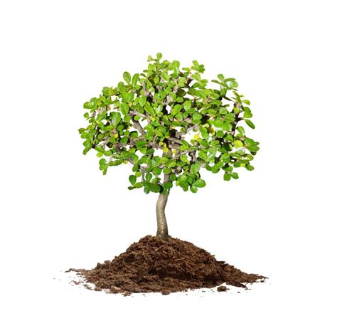 Tree And Soil Stock Photo Image Of Organic Cultivate 44519396