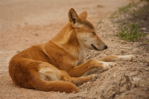Download Australian Wild Dog Animal Dingo Hd Wallpaper 2682x1783