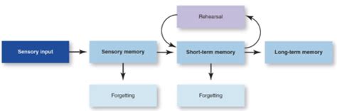 PSY100 Chapter 9 Memory Flashcards Quizlet