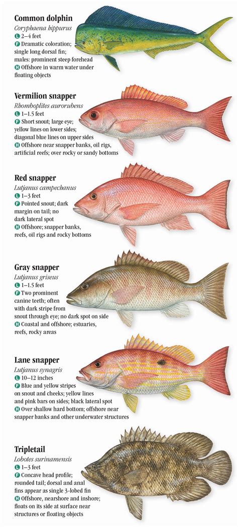 Texas Gulf Fish Identification