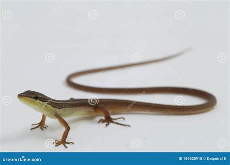 Asian Grass Lizard Six Striped Long Tailed Lizard Or Long Tailed