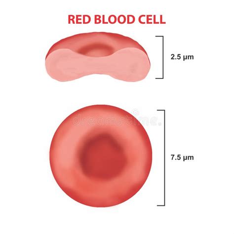 Biconcave Disc Shape Stock Illustrations 65 Biconcave Disc Shape Stock Illustrations Vectors