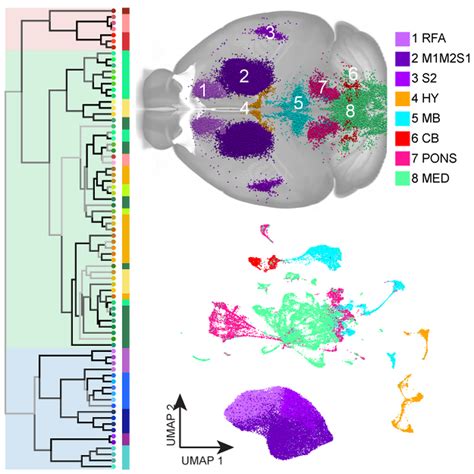 Whole Mouse Brain Atlas Brain Cell Data Center Bcdc