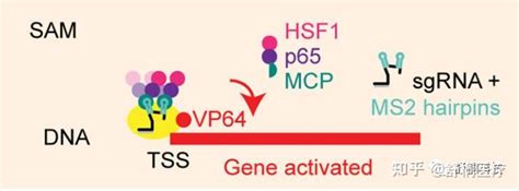 细胞基因过表达只会用慢病毒？2种新方法教你表达量 Up Up Up ！（二）crispra介导基因过表达 知乎