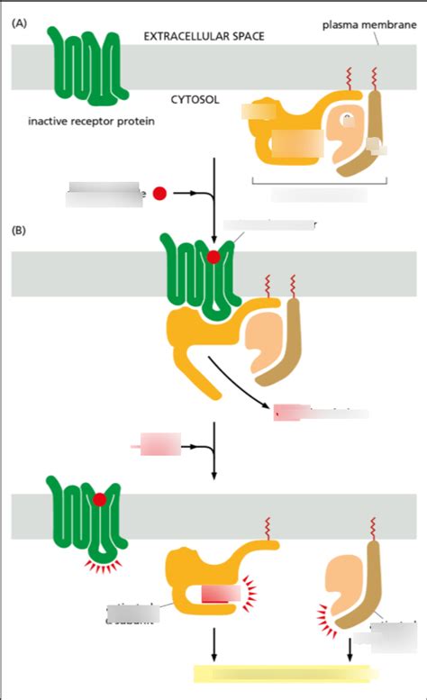 Cell Signaling 2 Diagram Quizlet