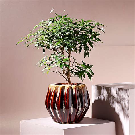 Buy Send Murraiya Plant Brown Ceramic Planter Online Fnp