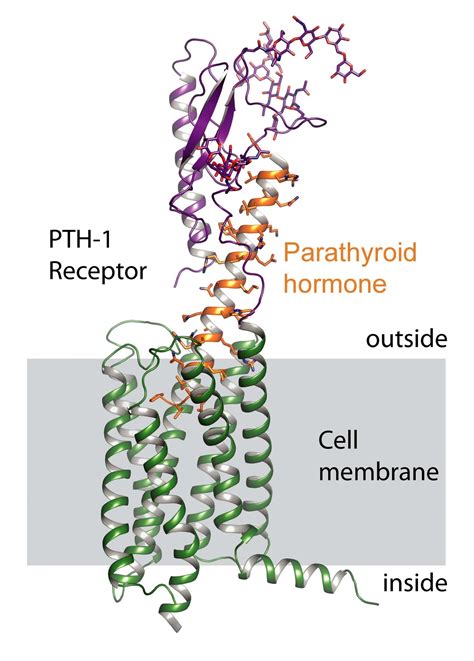 Parathyroid Hormone Action Frontiers Editorial Calcium An Overview