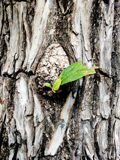 Tree Bark Texture Stock Photo Image Of Design Corrosion 163131106