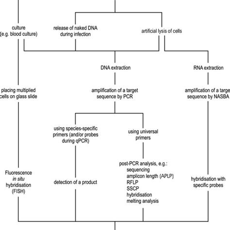 Essential Steps Of Random Amplified Polymorphic Dna Rapd Technique Download Scientific Diagram