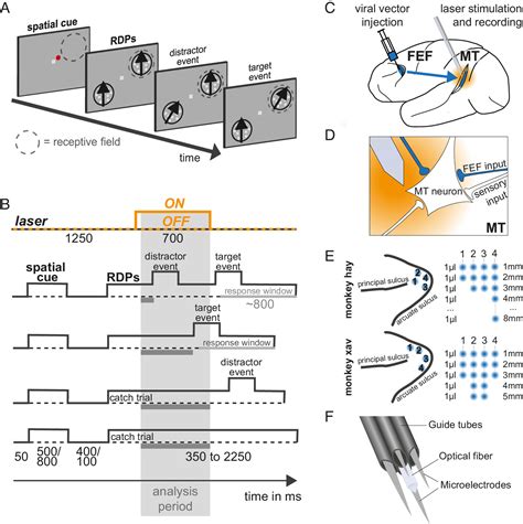 Pathway Selective Optogenetics Reveals The Functional Anatomy Of Topdown Attentional Modulation