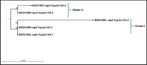 phylogenetic neighbor joining tree constructed by clc sequence viewer