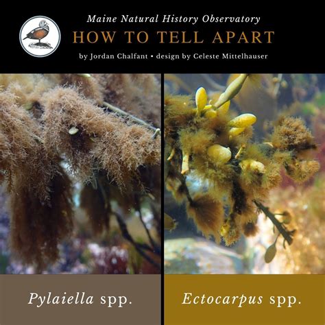 Free Mini Guide Pylaiella Spp Vs Ectocarpus Spp